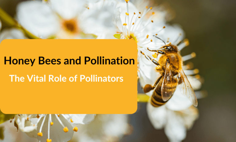Honey Bees and Pollination: The Vital Role of Pollinators